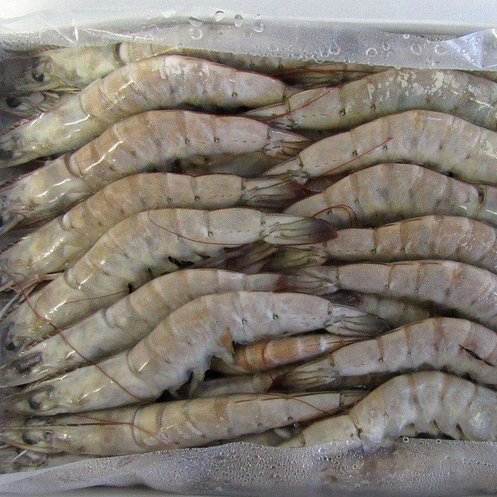 WHITE TIGER PRAWNS 700g HEAD ON 31/40 UNCLEANED – @ PAUL'S