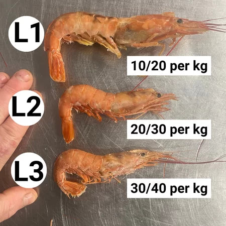 2KG QUEEN PRAWNS HEAD ON *Promo* – @ PAUL'S